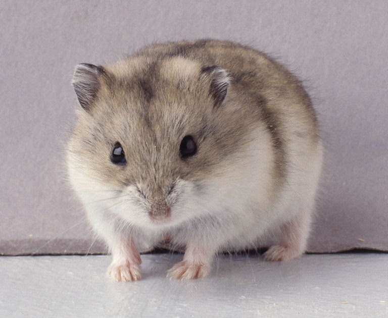 About animals: Hamster