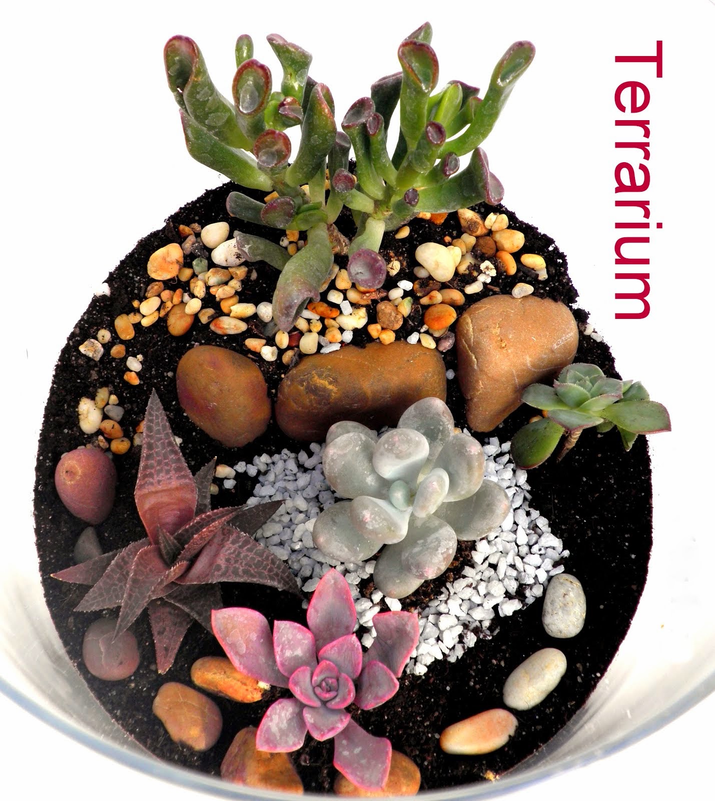 Terrarium. Jardines y Terrarios: Funcionamiento de los terrarios cerrados