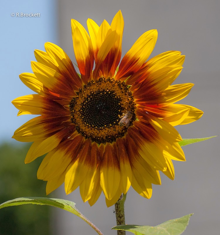 Wild Australia: Sunflower