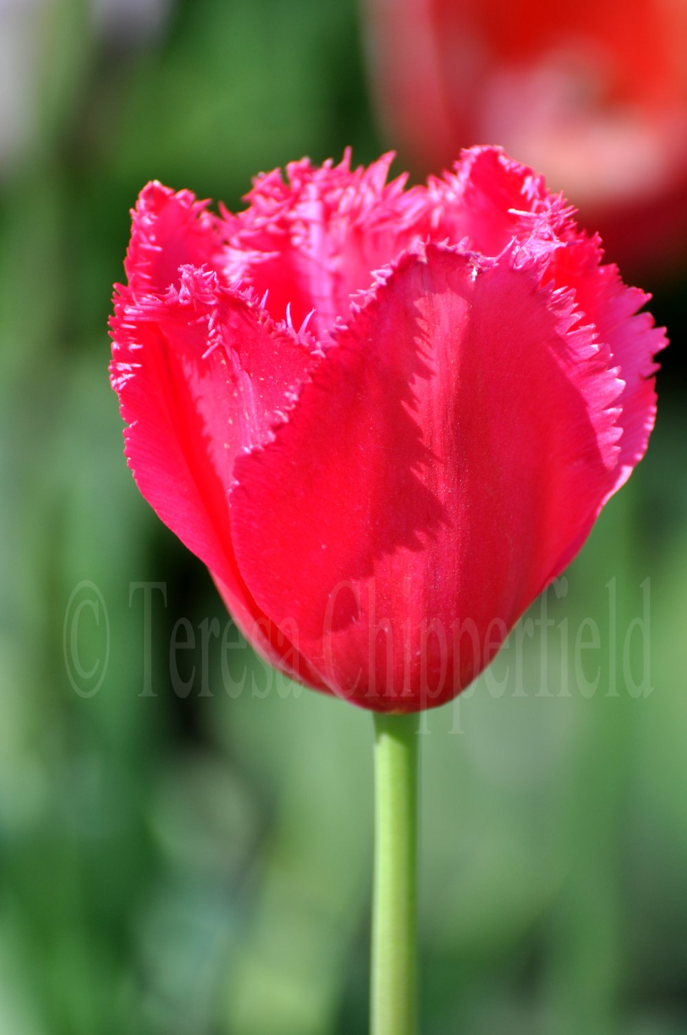 Poppy Place Pdx: Blogiversary - 3 Today & Flowers to Celebrate