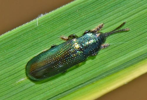 ID BuDDy: ENTOMOLOGY :- Insect Pests of Field Crops and their Management