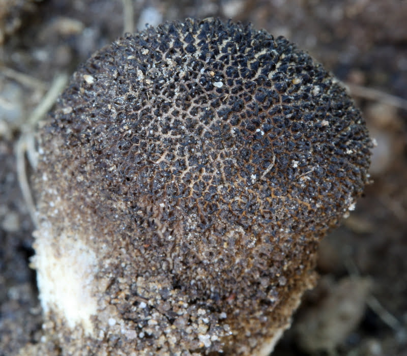 Setas de Siero y Noreña: Lycoperdon umbrinoides