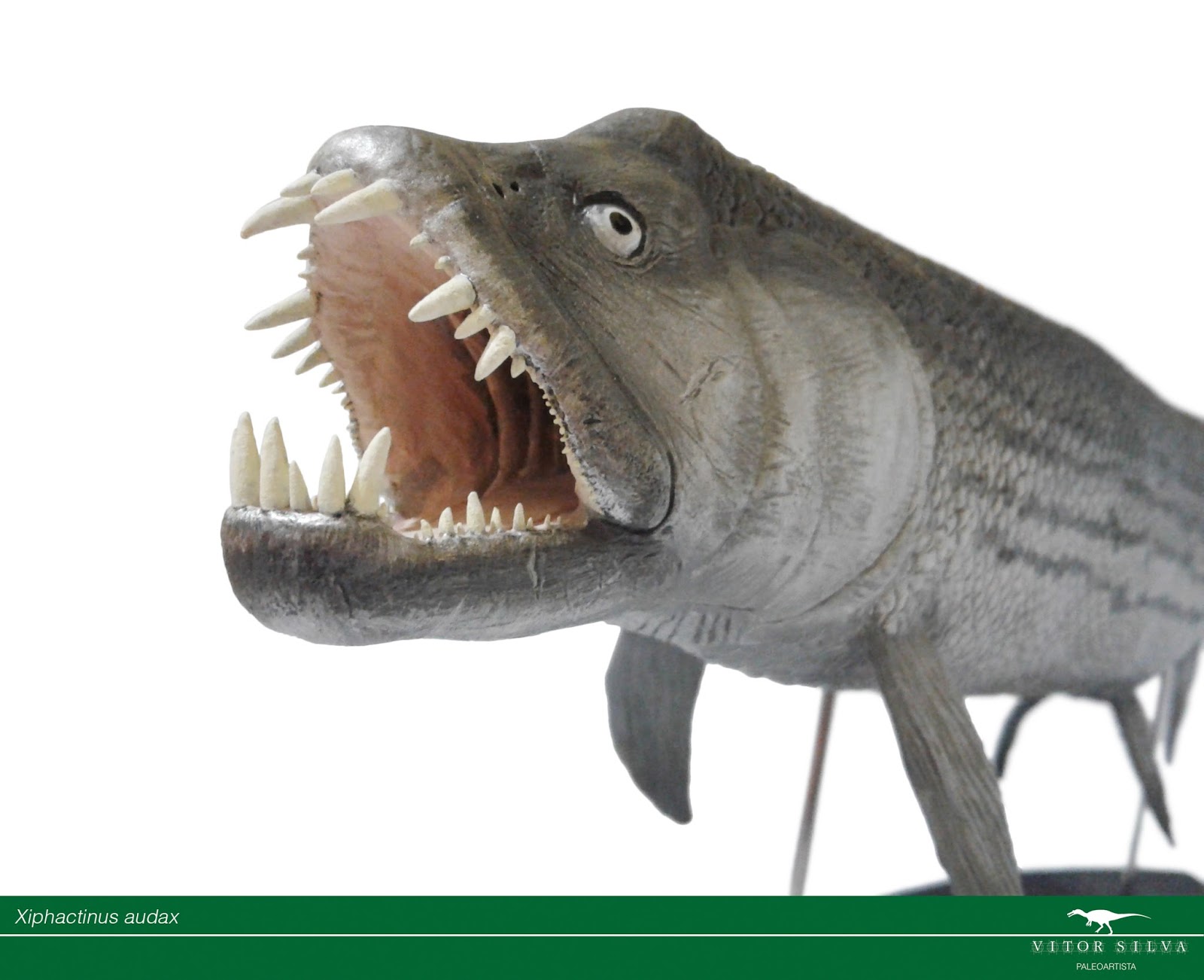 Vitor Silva - Paleoartista: Xiphactinus