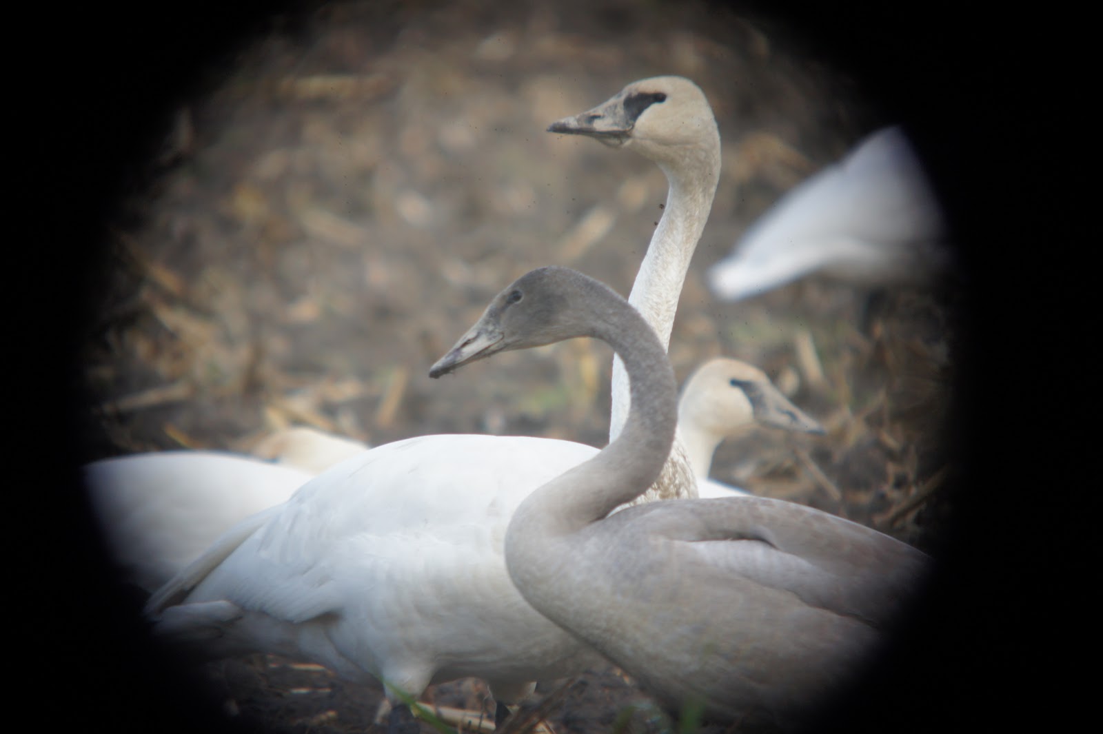 Bellingham Field Journal: Trumpeter Swans and Snow Geese
