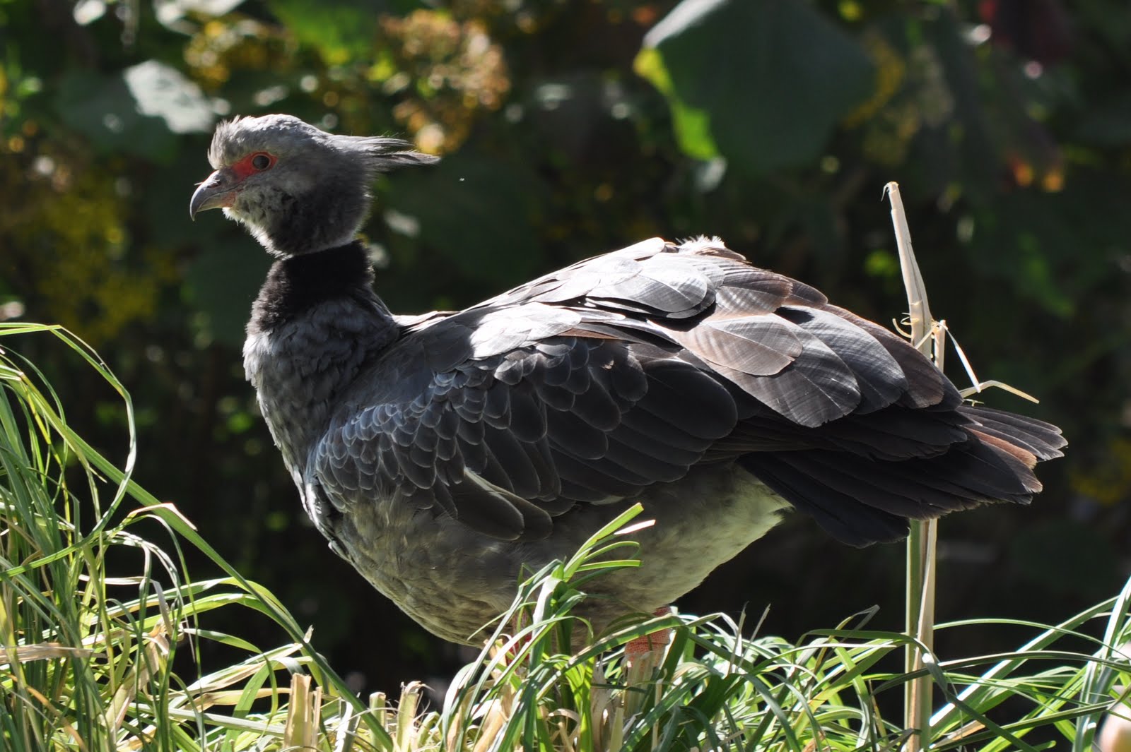 ZOOTOGRAFIANDO (6.100 ANIMALS): CHAJÁ MOÑUDO / CRESTED SCREAMER (Chauna ...