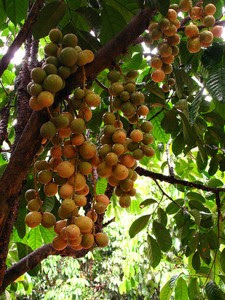 Flora dan Fauna Khas Sumatera Selatan - THE COLOUR OF INDONESIA