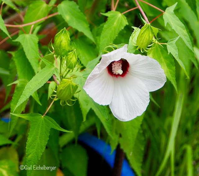 clay and limestone: Wildflower Wednesday: Hibiscus laevis