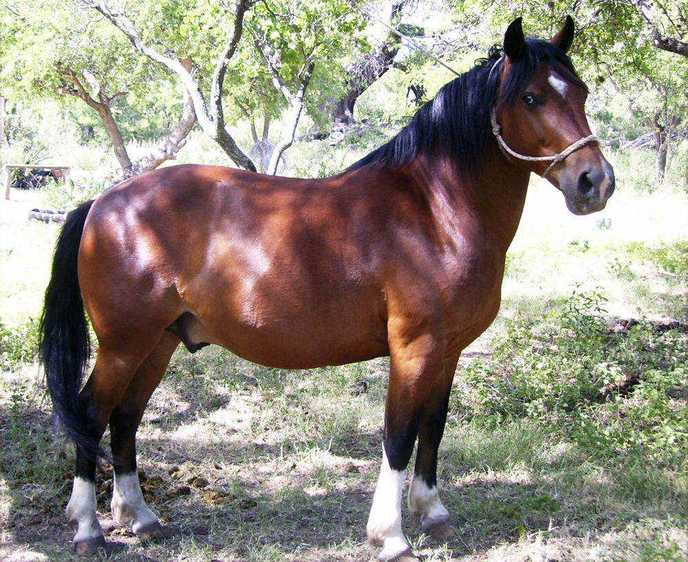 El Caballo Criollo - Pelajes - Cromohipología de la Raza Criolla: 9 ...