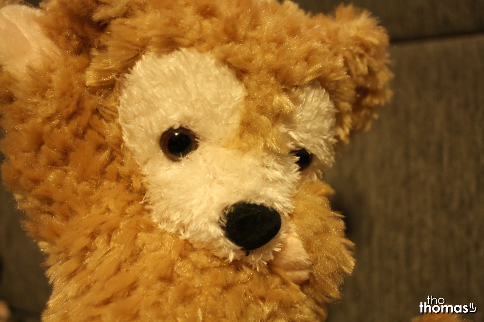 Tho's Dreams: Today is Duffy's Birthday! 今天是Duffy的生日!