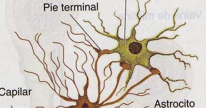 El Universo de la Neurociencia: Los astrocitos