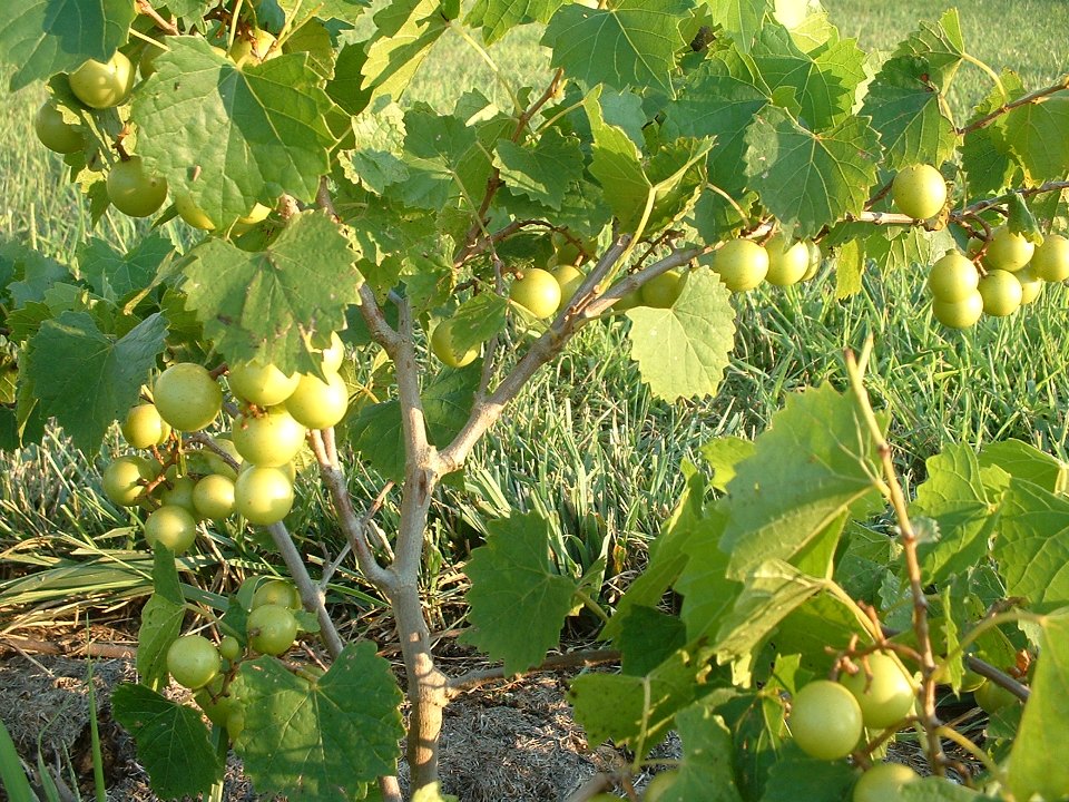 Mid-Atlantic Plant Research Center: 'Carlos' muscadine grape