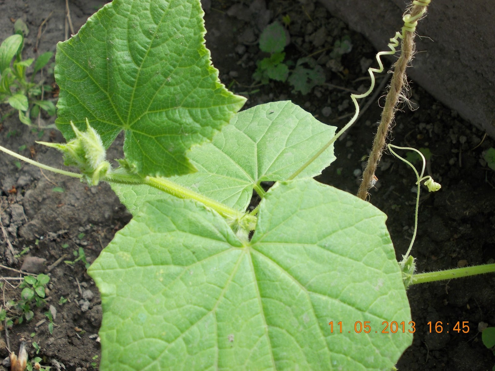 Castravetii - Grădina Mirelei