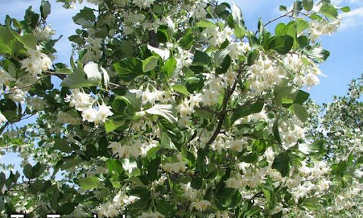 biojojo: Kemenyan (Styrax benzoin)