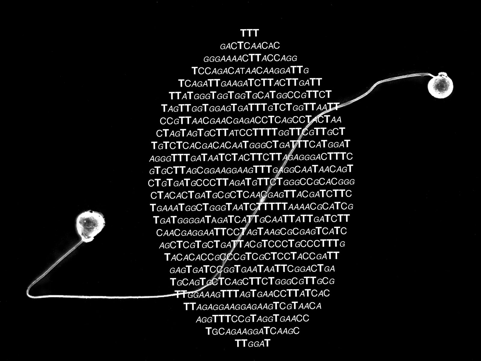 All Finite Things Reveal Infinitude . . . : Tuesday Poem - GromiaDNA ...