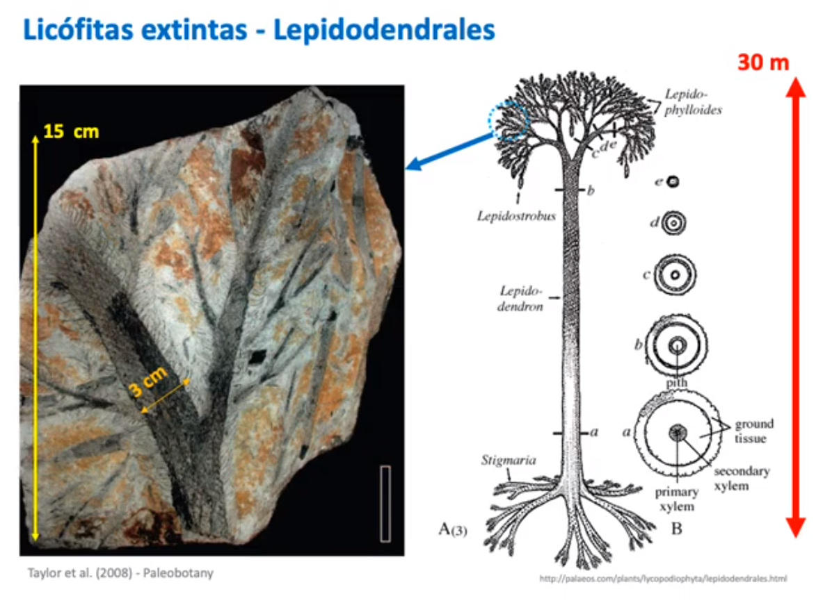 BIOLOGIA PARA A VIDA : DIVISÃO LICÓFITA E MONILÓFITA