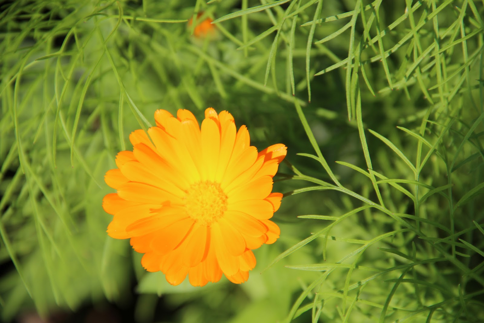 Medetka /Calendula officinalis/