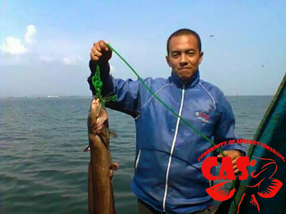 (CAS) COMMUNITY of ANGLERS SEMARANG: TEKNIK MANCING IKAN SEMBILANG