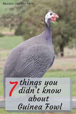 7 things you didn't know about raising guinea fowl - Murano Chicken Farm