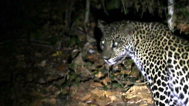 Infounik dan Menarik: MACAN TUTUL TERTANGKAP KAMERA JEBAK DI TN.BALURAN
