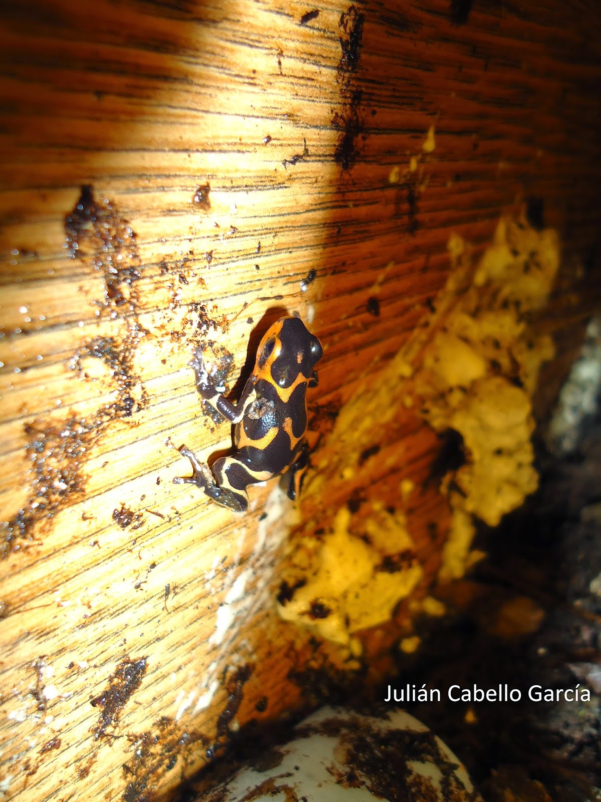 Dendroland: Diario de una "Intermedius" (Ranitomeya Imitator ...