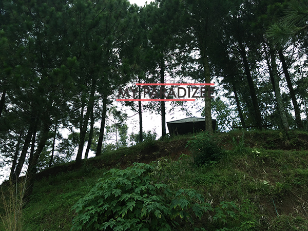 Goa Pinus: Wisata Baru di Kota Batu yang Masih Asri