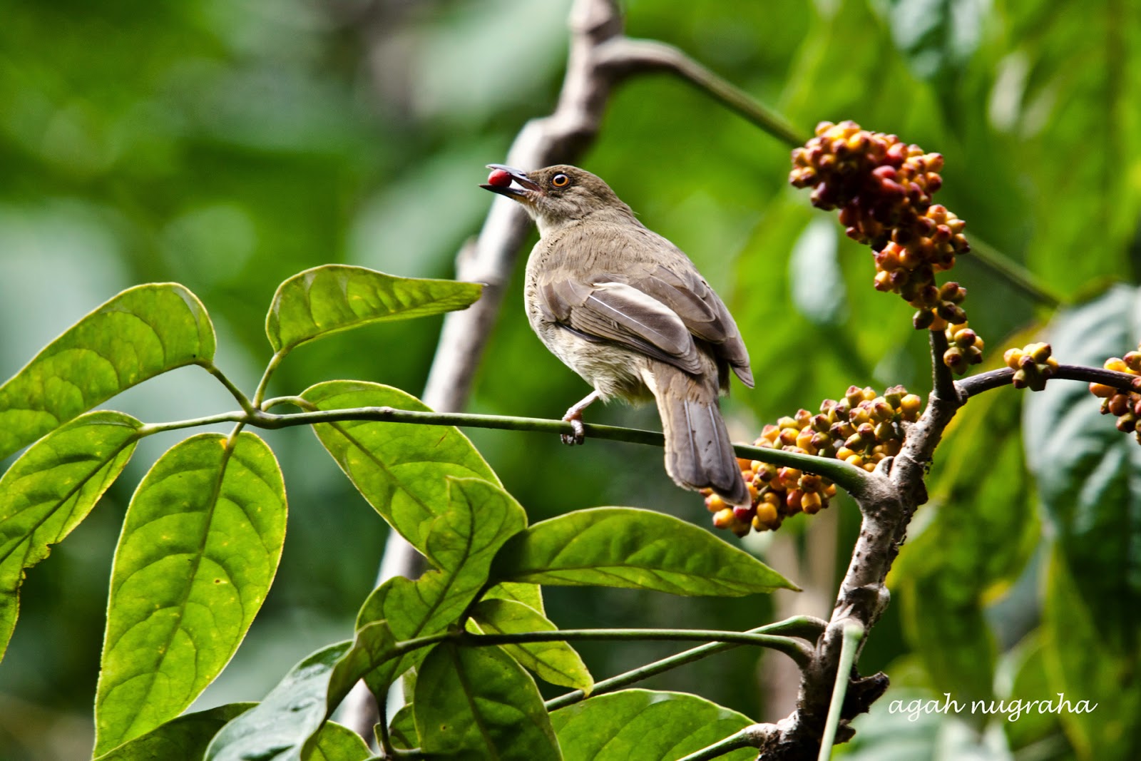 agah nugraha: Merbah Mata Merah - Red-eyed Bulbul (Pycnonotus brunneus)