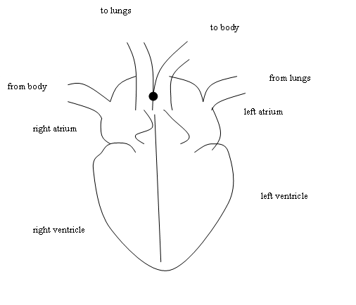 Biomathmatics&Bioengineering: the art of mathematical modelling: Heart ...