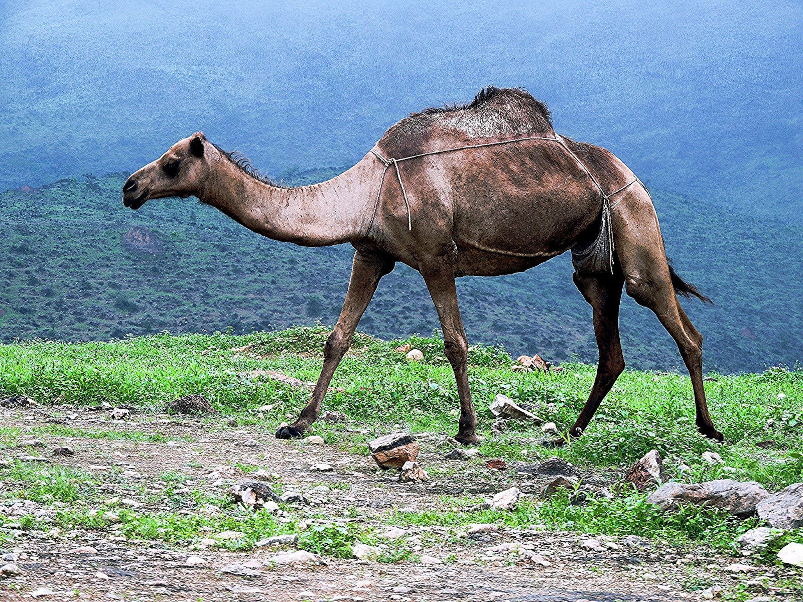 Salalah - Dhofar region in Sultanate of Oman: Animals & Birds of Salalah