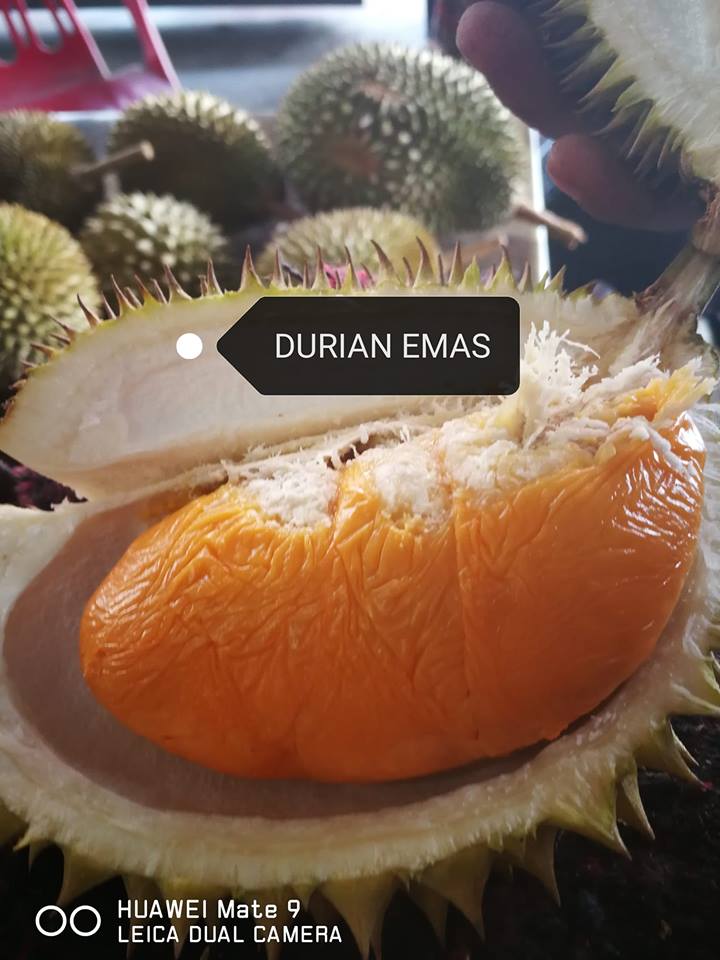 RARE - Durian Bunga Merah
