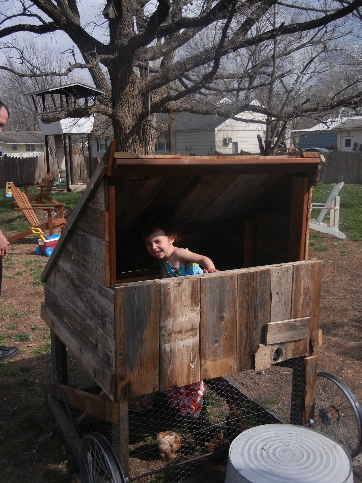 Love Local Food in and around Wichita, Kansas: Chicken Wrangler in Training
