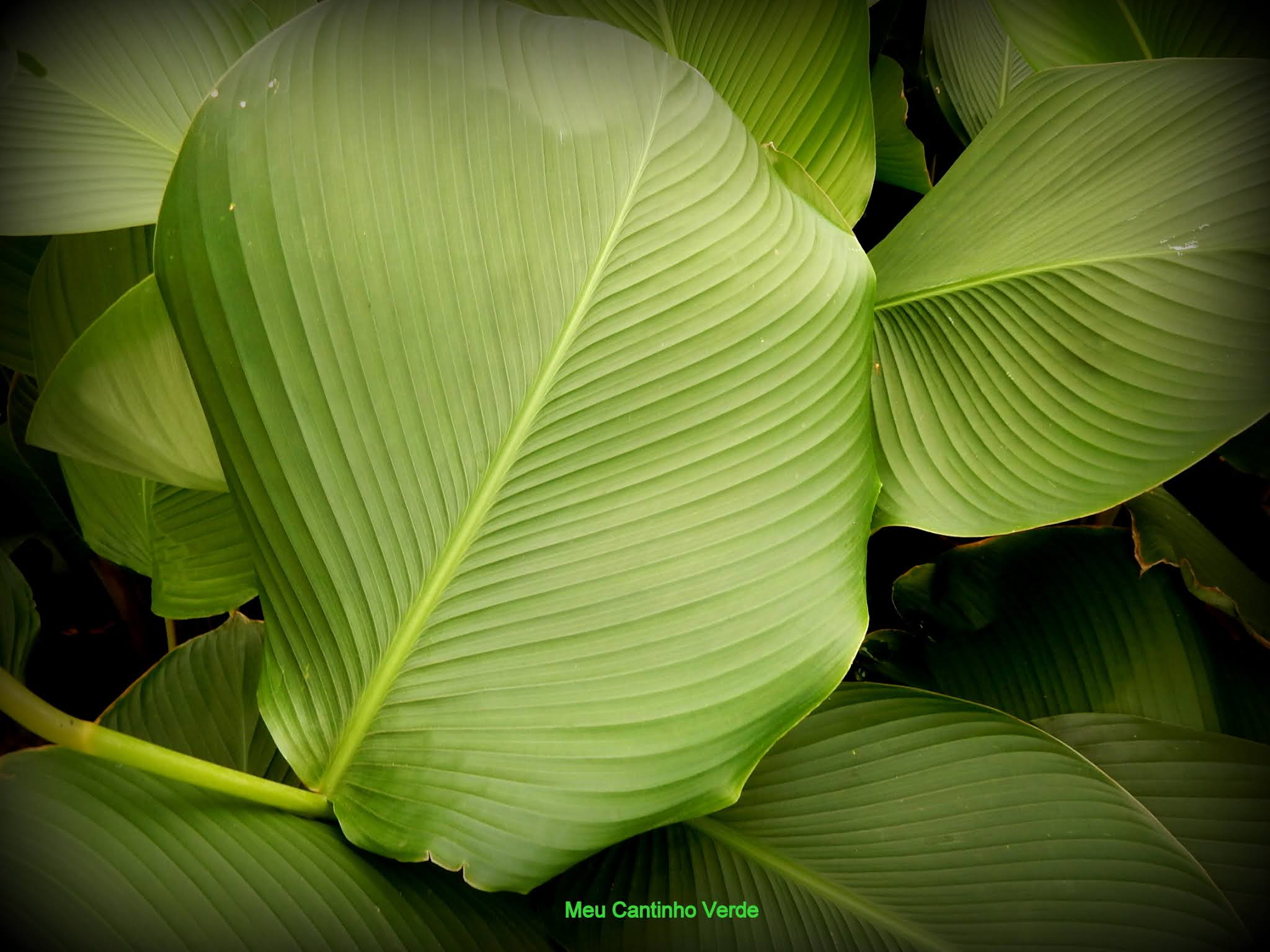 Meu Cantinho Verde: CALATÉIA-CHARUTO - (Calathea lutea)