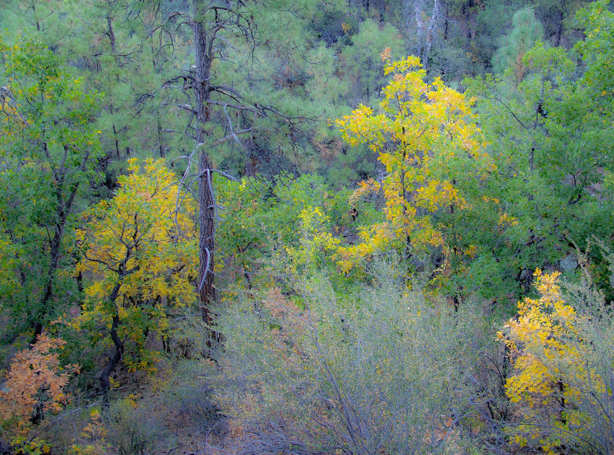 Simplicity Itself Photography: Fall Leaves In Prescott Arizona