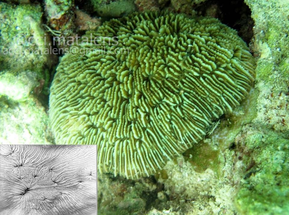 Pamacca: Bentuk Pertumbuhan Karang