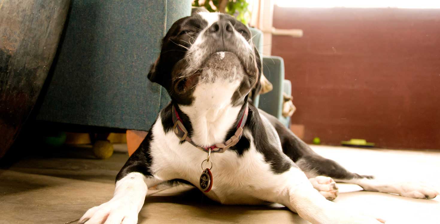 WashBar NZ - Daily Spritzers for Dogs | Australian Dog Lover