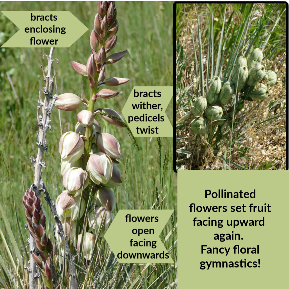 BeautifulNativePlants: Oh, Yucca! A Plant for All Reasons