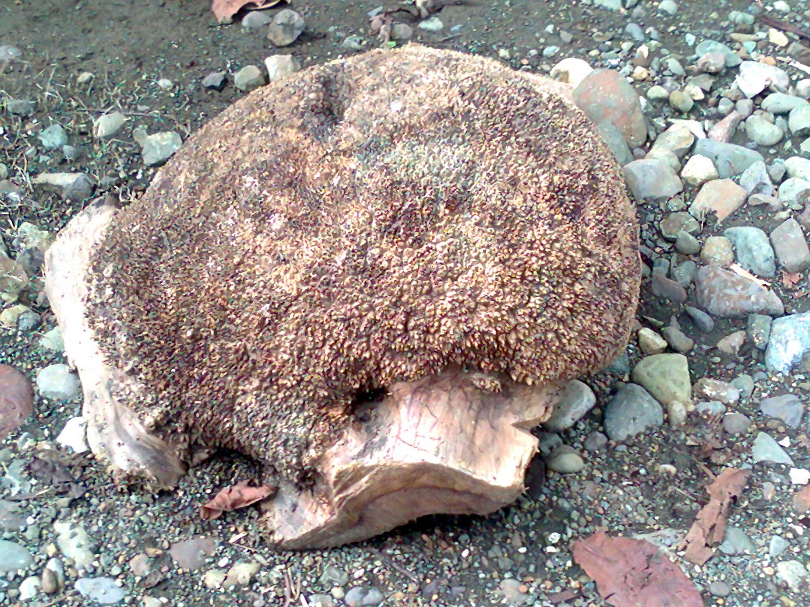 KAYU GEMBOL: GEMBOL POHON LINGGUA