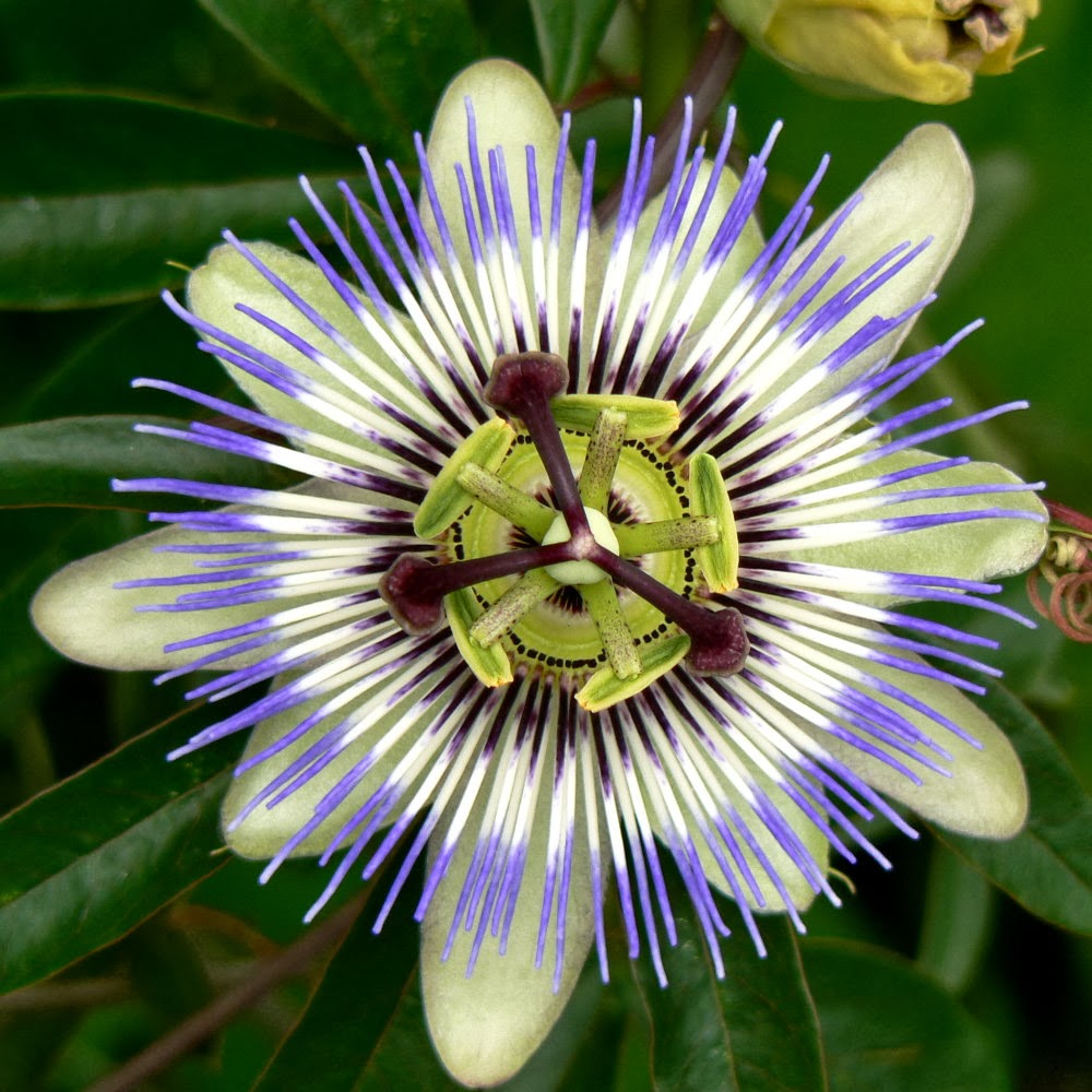 Lets Enjoy The Beauty Passion Flower One Of The Worlds Most Beautiful Flowers