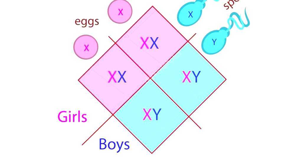 Sex Determination System