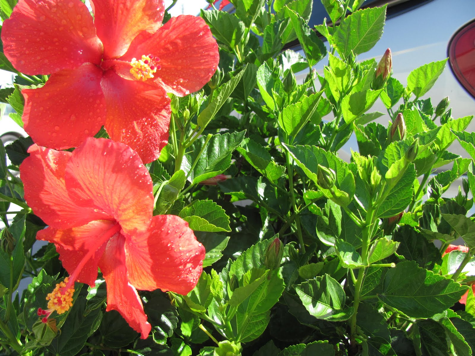 Hon Ni O Yume: OBELISCO