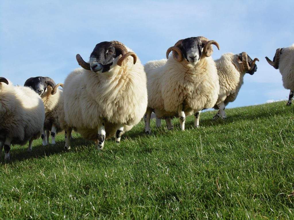 Ilmu Untuk Ternakan Ruminan: Cara Mengenalpasti Umur Ternakan