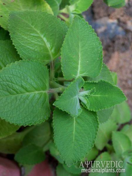 NATURAL REMEDIES: MEXICAN MINT or KARPOORAVALLI or OMAVALLI