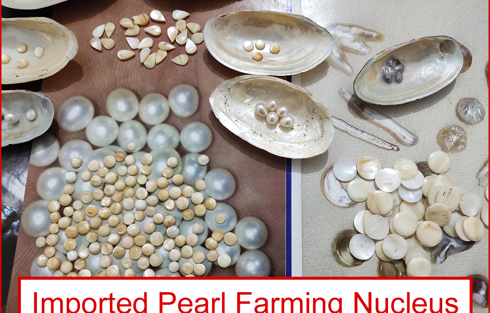Best quality MOP Freshwater Pearl Farming Seep Shell Nucleus supplier