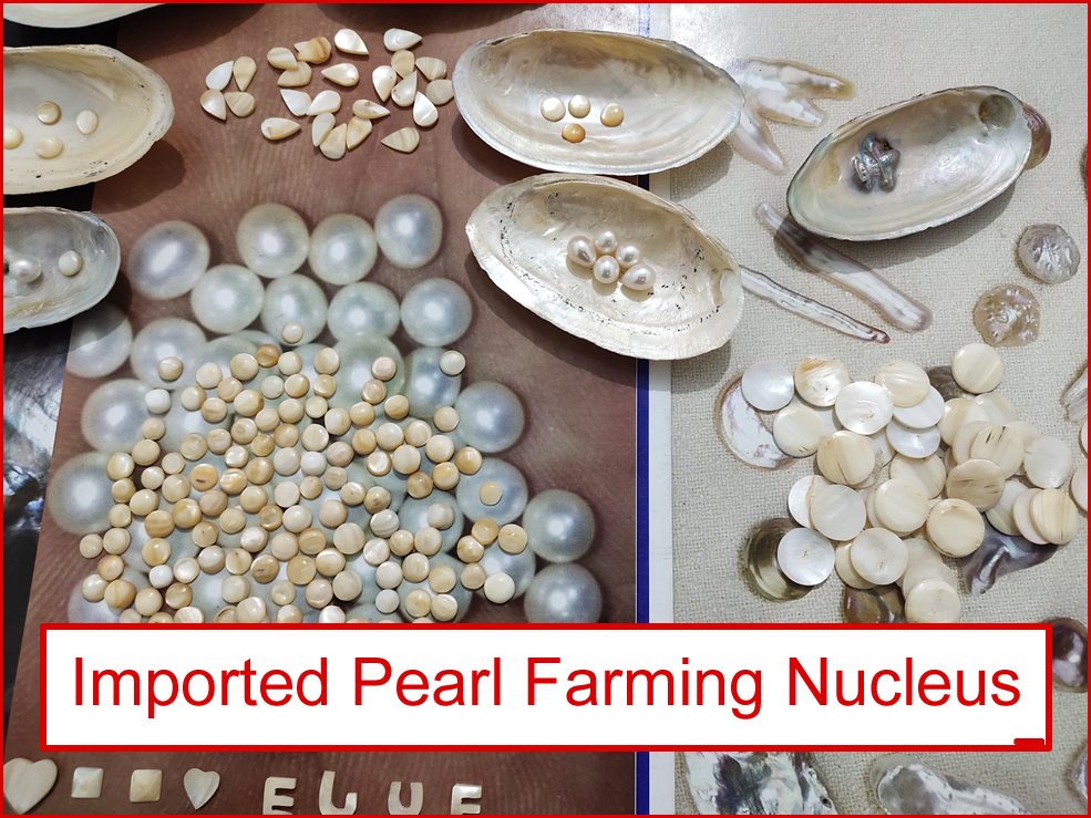 Pearl Farming Training on by CIFA Trainee at Biva Pearl Farm India