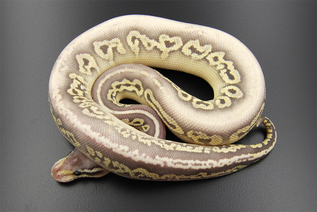 T&T Snake Breeders