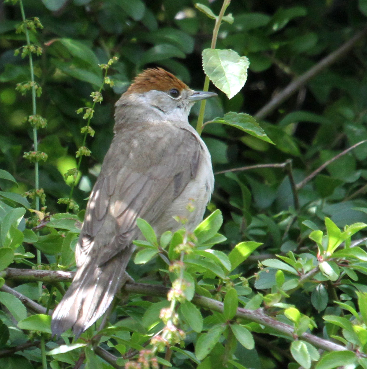 Birding with Flowers: Self Isolating, Species 5 - Blackcap