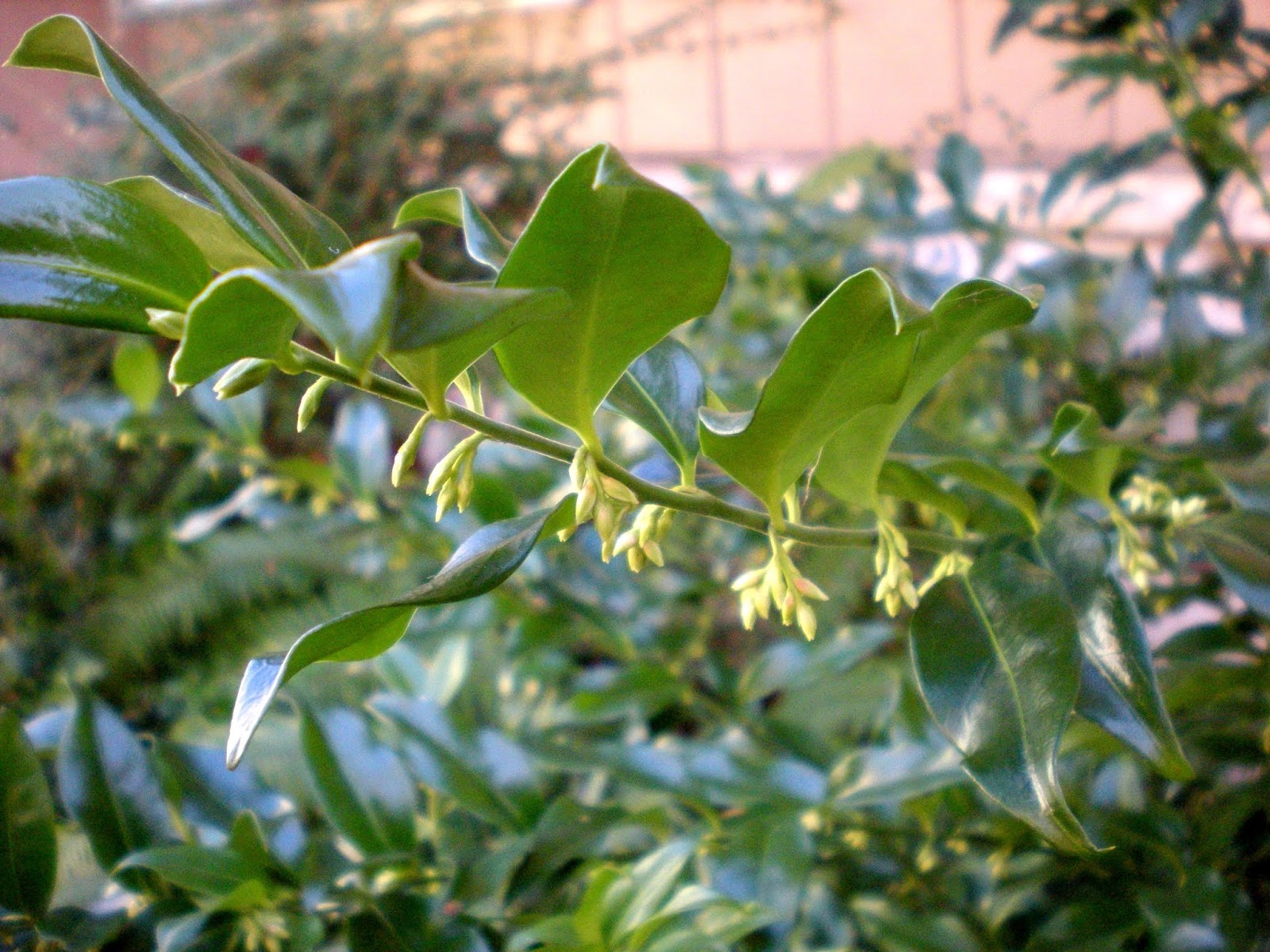 Gardening With Grace: Plant of the Week: Sarcoccoa ruscifolia