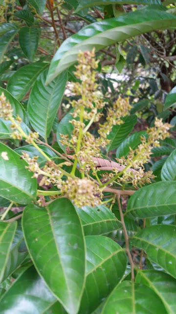 Warisan Petani: Buah Pulasan.