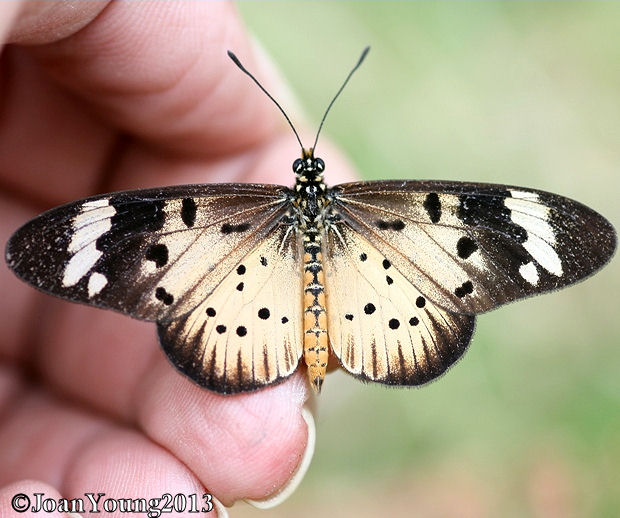 South African Photographs: White-barred Acraea - Male (Hyalites encedon)