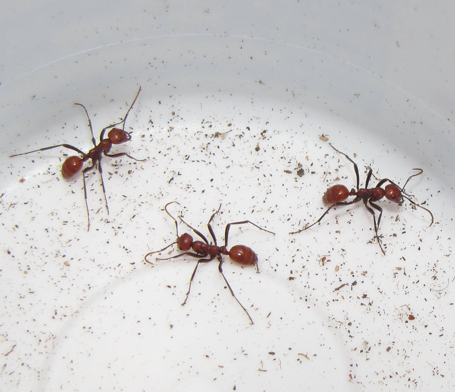 Bug Eric: Raid of the Slave-makers