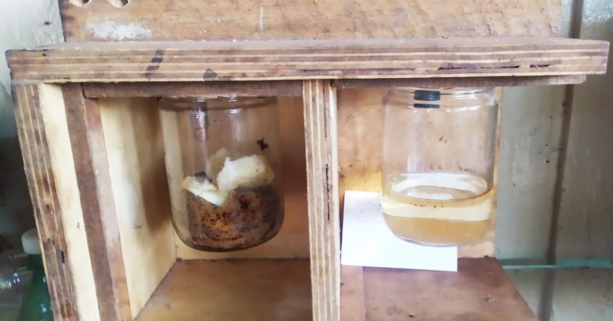 Bee News - Guia para Iniciantes: Armadilha para Forídeos